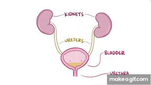 Bladder Expands on Make a GIF