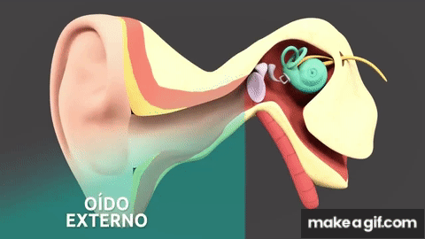 El oído y sus partes para niños - Los órganos de los sentidos on Make a GIF