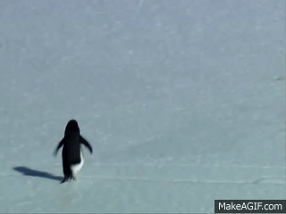 Deranged Penguin - Encounters at the end of the world on Make a GIF