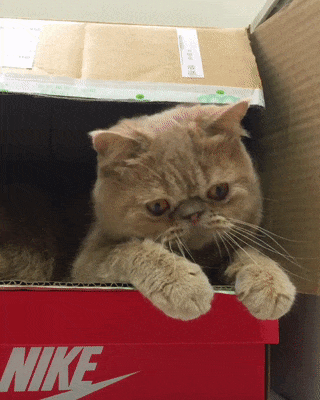 Cats in a Box on Make a GIF
