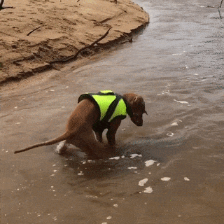 Dog Rescues a Branch on Make a GIF