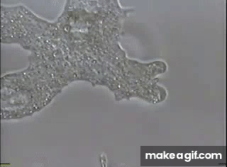 Ameba - locomoção e nutrição. on Make a GIF