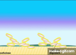 Biofilm Formation [HD Animation] on Make a GIF