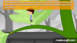 Parts of a Plant | #aumsum on Make a GIF