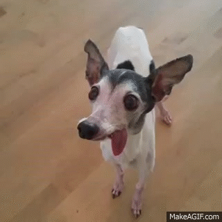 Zappa the Italian Greyhound on Make a GIF