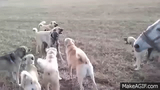 Dogs Fighting Gif Funny