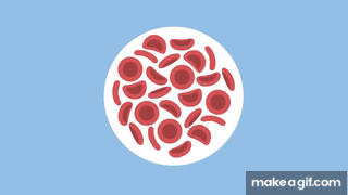 Red Blood Cells | Physiology | Biology | FuseSchool on Make a GIF