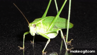 Sonido de Grillos en la Noche - Sonidos de Animales para niños on Make ...