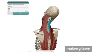 MUSCULOS CUELLO POSTERIOR: ESPLENIOS on Make a GIF