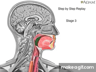 How Swallowing Works Animation Video - Stages of Swallowing Process ...