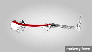 The Lateral Pivot-Shift Test for Anterior Cruciate Ligament Rupture on ...