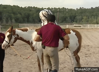 Horse Training using a test dummy on Make a GIF