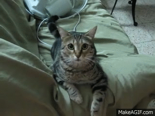 Wild Kitty Cat attacks camera on Make a GIF