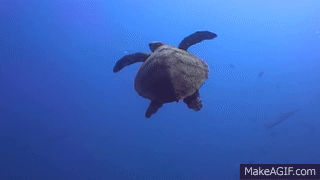 Sea Turtle Migration Video on Make a GIF