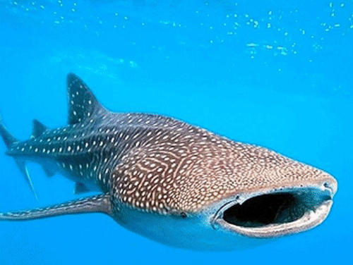 Gif De Requin Nageant 10+ Free Requin Renard & Animal Animated GIFs