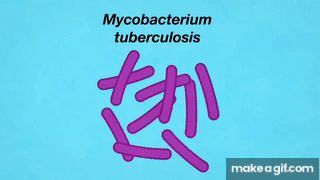 What makes tuberculosis (TB) the world's most infectious killer ...