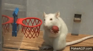 Rat Basketball at Wofford College on Make a GIF