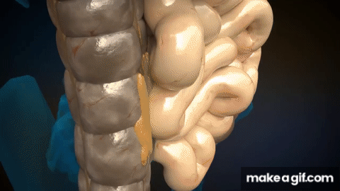 Human digestive system - How it works! (Animation) on Make a GIF