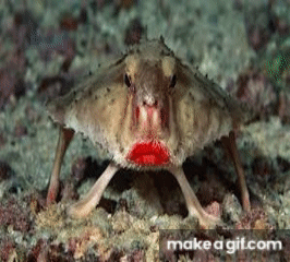 red-lipped batfish on Make a GIF