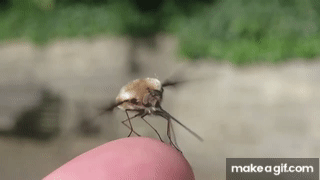 Dark edged Bee fly preparing for take off. Video Charlotte Rankin on ...