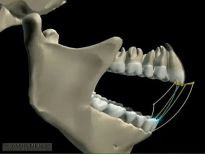 Mandibular Movement 3D Graphic Video on Make a GIF