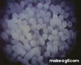 APARATO DIGESTIVO DIGESTIÓN DE LOS NUTRIENTES Y ABSORCIÓN on Make a GIF