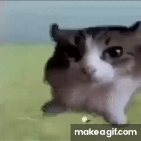Cat expldano on Make a GIF