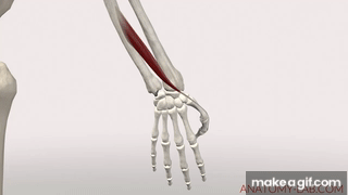 Extensor Pollicis Longus Function: Thumb Extension & Hyperextension (3D Animation) on Make a GIF