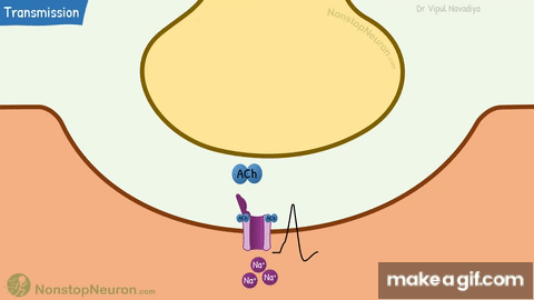 Neuromuscular Junction Structure & Neuromuscular Transmission ...