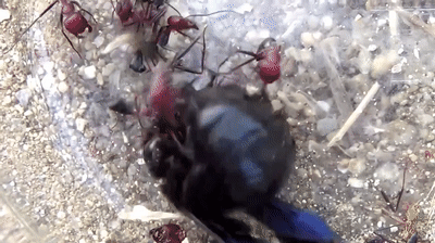 Red Ants vs Carpenter Bee Fight to the Death | bug fights | insect ...