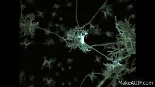 Sinapse De Impulso Nervoso Um Neurônio é A Unidade Básica Do