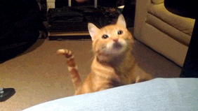 Moar | Funny Cat GIFs on Make a GIF