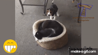 It's TIME for SUPER LAUGH! - Best FUNNY CAT videos on Make a GIF