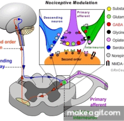 Pain pathway on Make a GIF