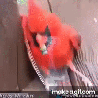 Stoned Bird on Make a GIF