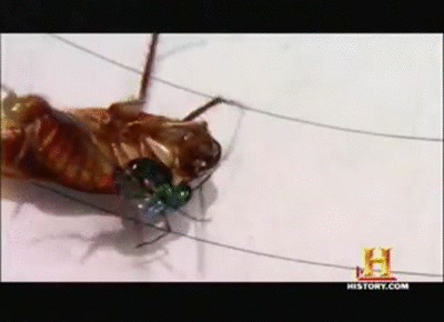 Flying Cockroach Gif