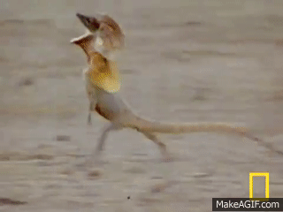 Frilled Lizard Running Gif Frill Necked Lizard GIFs | Tenor