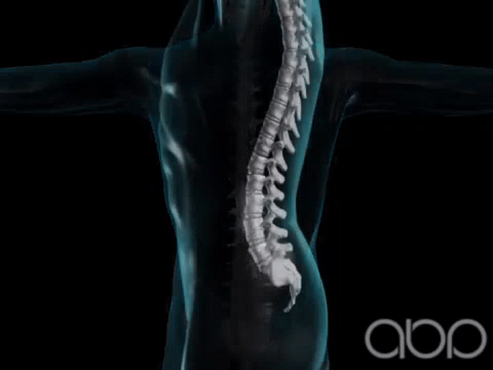 Spine Flexing - Vertebral Column - 3D Medical Animation || ABP © on ...