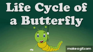 Life Cycle of a Butterfly | #aumsum #kids #science #education #children ...