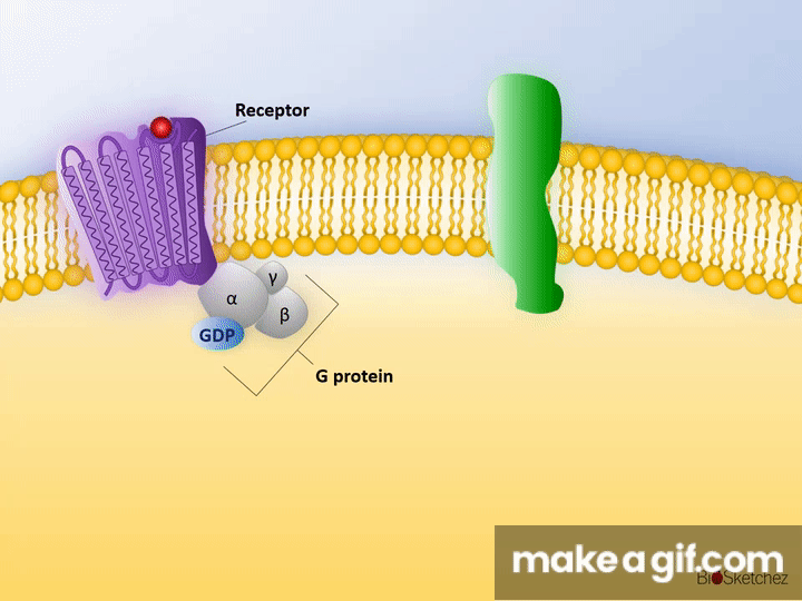 Water-soluble hormones - Peptide hormones on Make a GIF