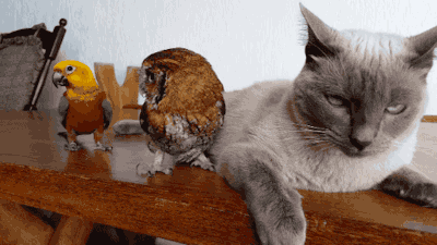 GIF TUMBLR on Make a GIF