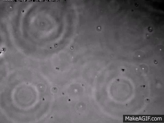 Archaea swim using a unique motile structure. on Make a GIF