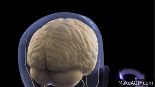 Pain Perception and the Human Brain on Make a GIF