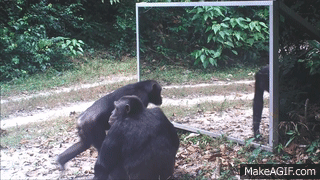 Baby chimp : learn of mirror progress - Au Gabon, un bébé chimpanzé ...