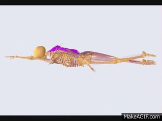 AnyBody: Swimming-Backstroke, Breast, Butterfly, FreeStyle. on Make a GIF