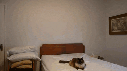 Phase in, phase out Cat GIF Central is a funny animal GIFs... on Make a GIF