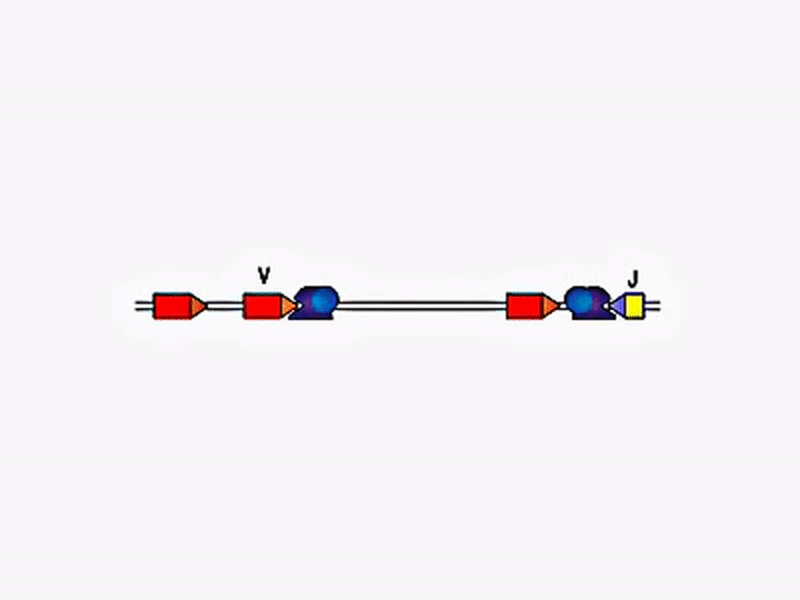 VDJ Gene Recombination on Make a GIF