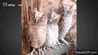 Owl - A Funny Owls And Cute Owls Compilation || NEW on Make a GIF