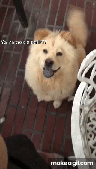 Confused Dog Gif