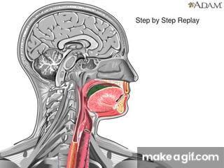 How Swallowing Works Animation Video - Stages of Swallowing Process ...